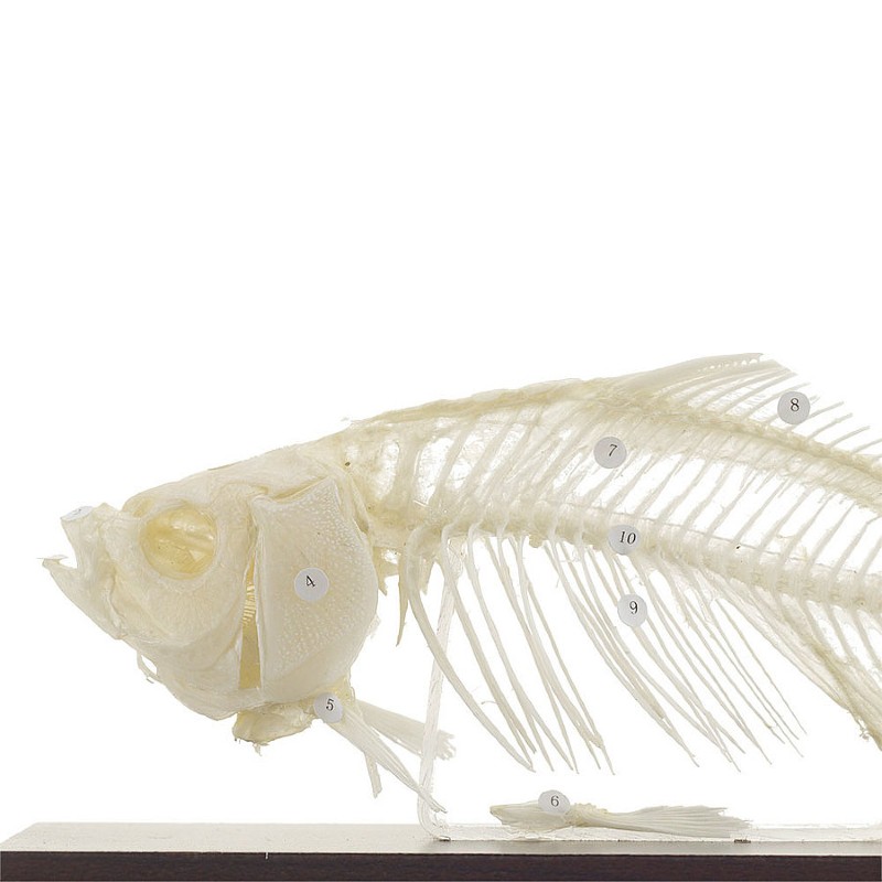 Heine Scientific Fish Skeleton (Carp Fish) - LabWorld.co.uk